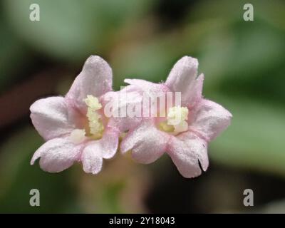 Crawling Spiderling (Boerhavia repens) Plantae Stock Photo - Alamy