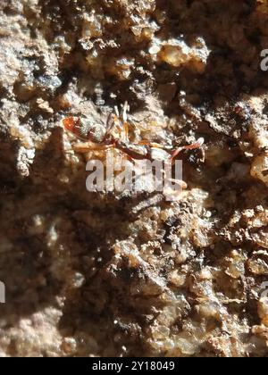 Typical Ponerine Ants (Ponerini) Insecta Stock Photo - Alamy
