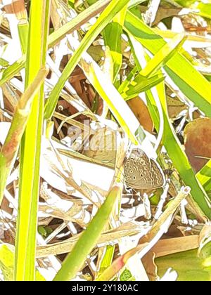 Ceraunus Blue (Hemiargus ceraunus) Insecta Stock Photo - Alamy