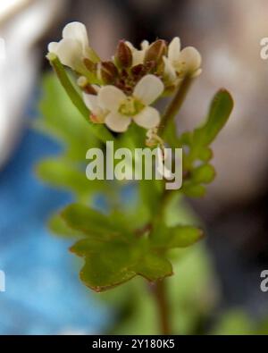 Nursery bittercress (Cardamine occulta), Plantae, Susquehanna State ...