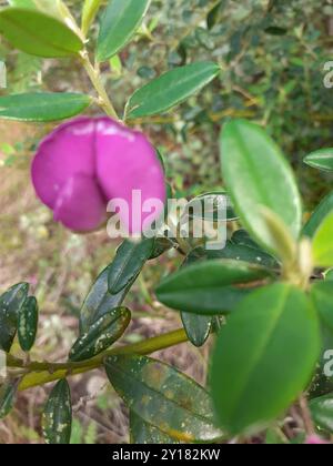 Box Capesweetpea (Podalyria buxifolia), Plantae, Robinson Pass, Garden ...