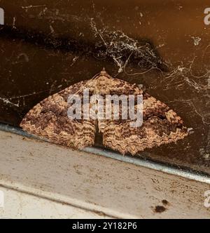 Tissue Moth (Triphosa haesitata) Insecta Stock Photo - Alamy