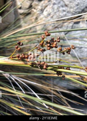 Southwestern Spiny Rush (Juncus acutus leopoldii) Plantae Stock Photo ...