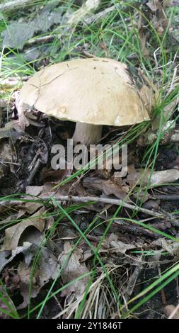 (Boletus variipes) Fungi Stock Photo - Alamy