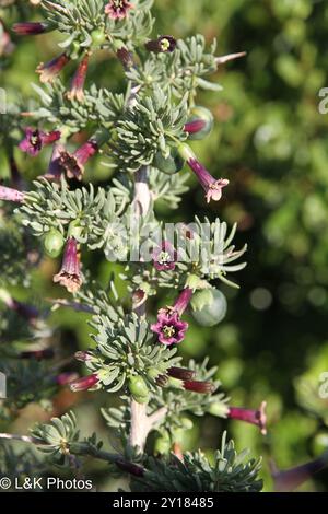 kraal honey-thorn (Lycium afrum) Plantae Stock Photo - Alamy