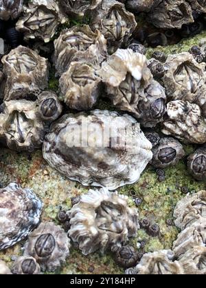 Fingered Limpet (Lottia digitalis) Mollusca Stock Photo - Alamy