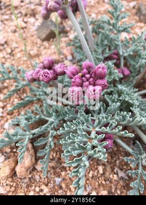 purple-nerve cymopterus (Vesper multinervatus) Plantae Stock Photo - Alamy