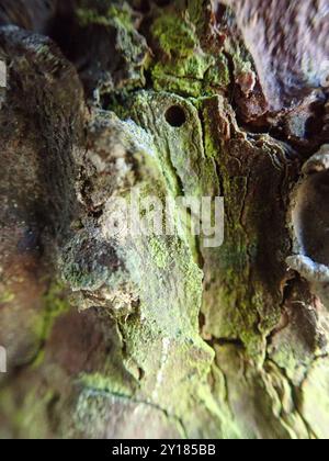 Gold Dust Lichens (Chrysothrix) Fungi Stock Photo - Alamy