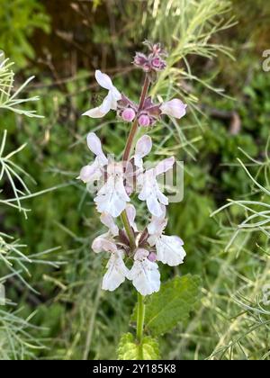 Rough Hedgenettle (Stachys rigida) Plantae Stock Photo - Alamy