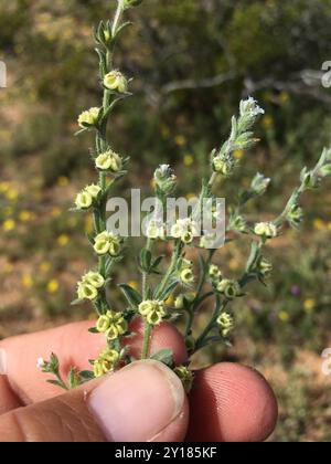 crowned stickseed (Lappula occidentalis cupulata) Plantae Stock Photo ...
