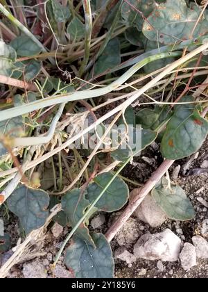 Desert Trumpet (Eriogonum inflatum), Plantae, Mexico Stock Photo - Alamy