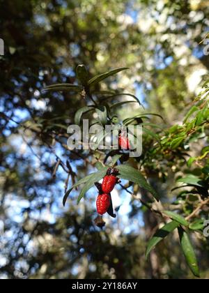Banyalla (Pittosporum bicolor) Plantae Stock Photo - Alamy