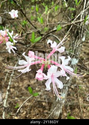 Mountain Azalea (Rhododendron canescens) Plantae Stock Photo - Alamy