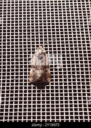 Chalcedony Midget (Elaphria chalcedonia) Insecta Stock Photo - Alamy