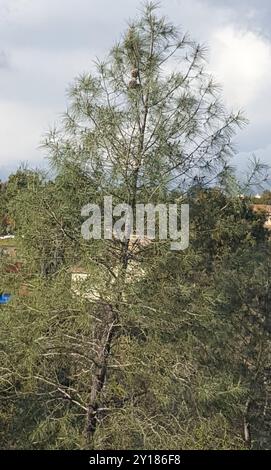 gray pine (Pinus sabiniana) Plantae Stock Photo - Alamy