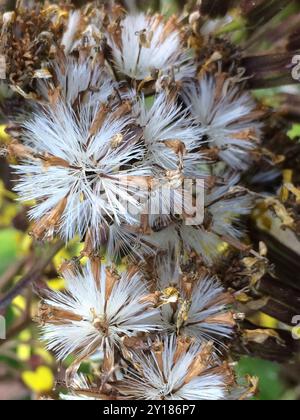 velvet groundsel (Roldana petasitis) Plantae Stock Photo - Alamy