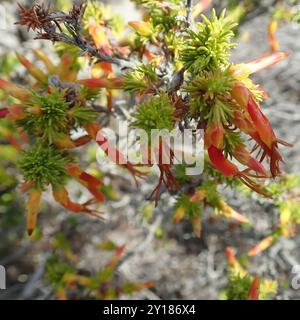Singlet Hanging Heath (Erica coccinea uniflora) Plantae Stock Photo - Alamy