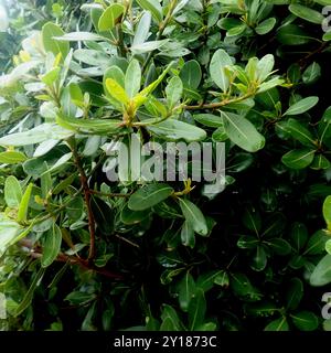 white milkwood (Sideroxylon inerme) Plantae Stock Photo - Alamy