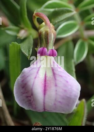 Spade Flower (Pigea enneasperma) Plantae Stock Photo - Alamy