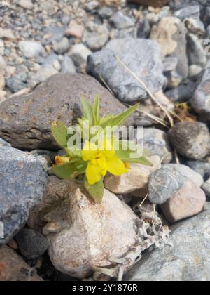 golden desert-snapdragon (Mohavea breviflora) Plantae Stock Photo - Alamy