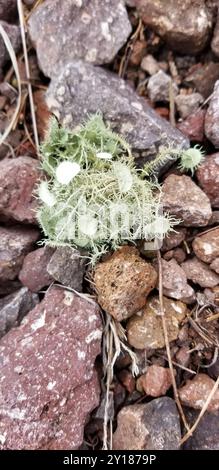 Arizona Beard Lichen (Usnea intermedia) Fungi Stock Photo - Alamy