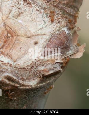 Cecropia Ants and Allies (Azteca), Insecta, Soberanía National Park ...