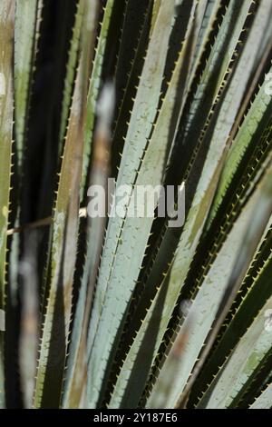 Wheeler sotol (Dasylirion wheeleri) Plantae Stock Photo - Alamy