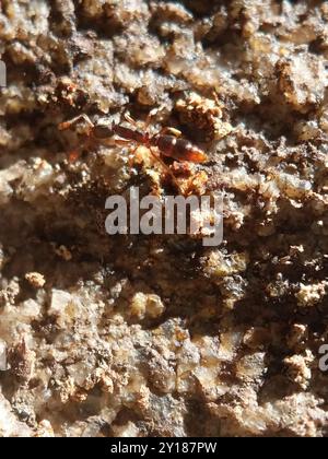 Typical Ponerine Ants (Ponerini) Insecta Stock Photo - Alamy
