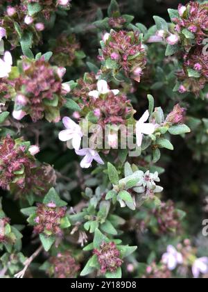 common thyme (Thymus vulgaris), Plantae, 84240 Cabrières-d'Aigues ...