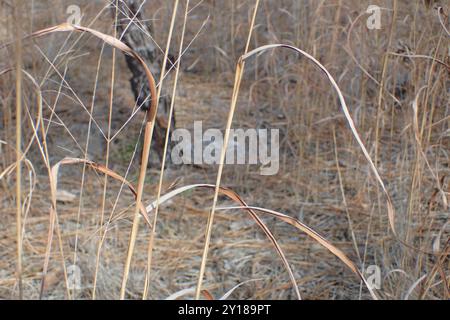 switchgrass (Panicum virgatum) Plantae Stock Photo - Alamy