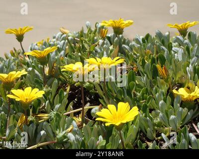 Trailing Treasureflower (Gazania rigens) Plantae Stock Photo - Alamy