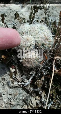 Whitecolumn Foxtail Cactus (Escobaria tuberculosa) Plantae Stock Photo ...