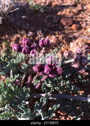 purple-nerve cymopterus (Vesper multinervatus) Plantae Stock Photo - Alamy