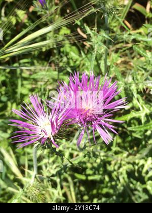 Boar Thistle (Galactites tomentosus) Plantae Stock Photo - Alamy