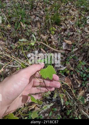 moonseed (Menispermum canadense) Plantae Stock Photo - Alamy