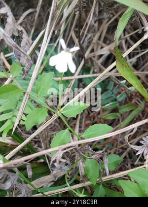 White Root (Lobelia purpurascens) Plantae Stock Photo - Alamy