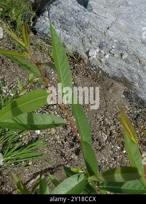 red willow (Salix laevigata) Plantae Stock Photo - Alamy