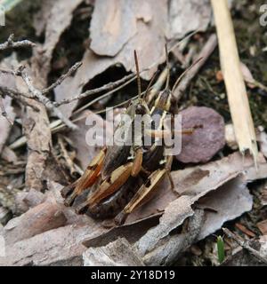 Wingless Grasshopper (Phaulacridium vittatum) Insecta Stock Photo - Alamy
