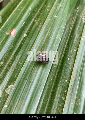 Fighting Spider (Thiania suboppressa) Arachnida Stock Photo - Alamy