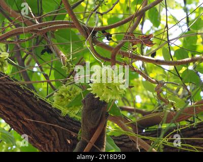 Burny Bean (Mucuna gigantea) Plantae Stock Photo - Alamy