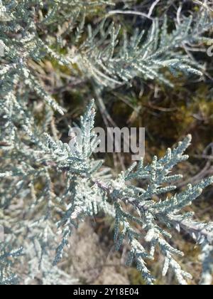 western juniper (Juniperus occidentalis) Plantae Stock Photo - Alamy