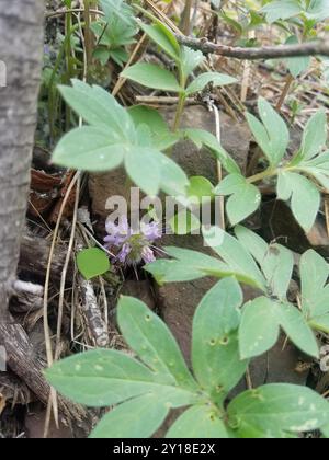 ballhead waterleaf (Hydrophyllum capitatum) Plantae Stock Photo - Alamy