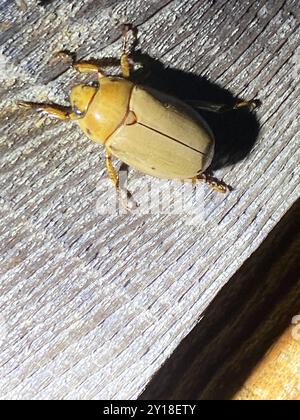 Grapevine Beetle (Pelidnota punctata) Insecta Stock Photo - Alamy