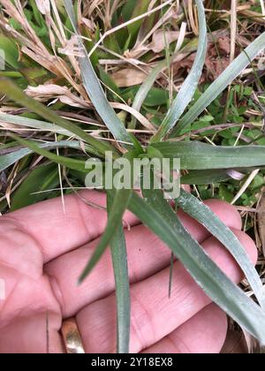 Silkgrasses (Pityopsis) Plantae Stock Photo - Alamy