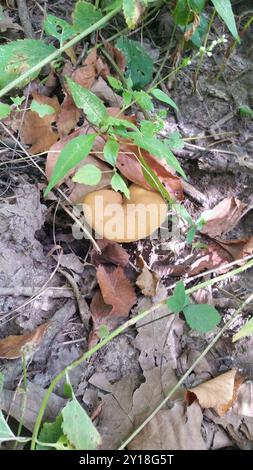 ash-tree bolete (Boletinellus merulioides) Fungi Stock Photo - Alamy