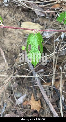 mustang grape (Vitis mustangensis) Plantae Stock Photo - Alamy