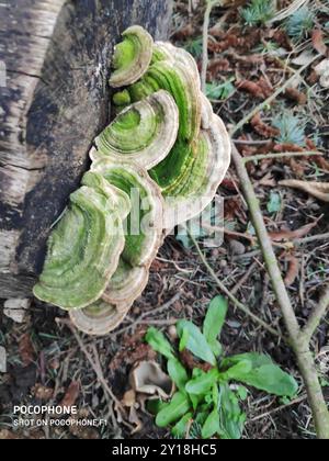 Gilled Polypore (Trametes betulina) Fungi Stock Photo - Alamy