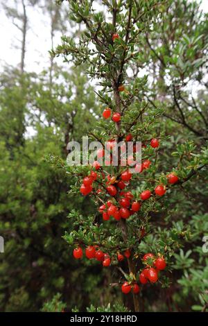 Mountain Currant (Coprosma nitida) Plantae Stock Photo - Alamy