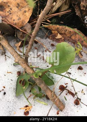 trailing arbutus (Epigaea repens), Plantae, Germfask, MI, US Stock ...