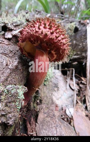 shaggy cap (Boletellus emodensis), Fungi, Nambour QLD 4560, Australia ...